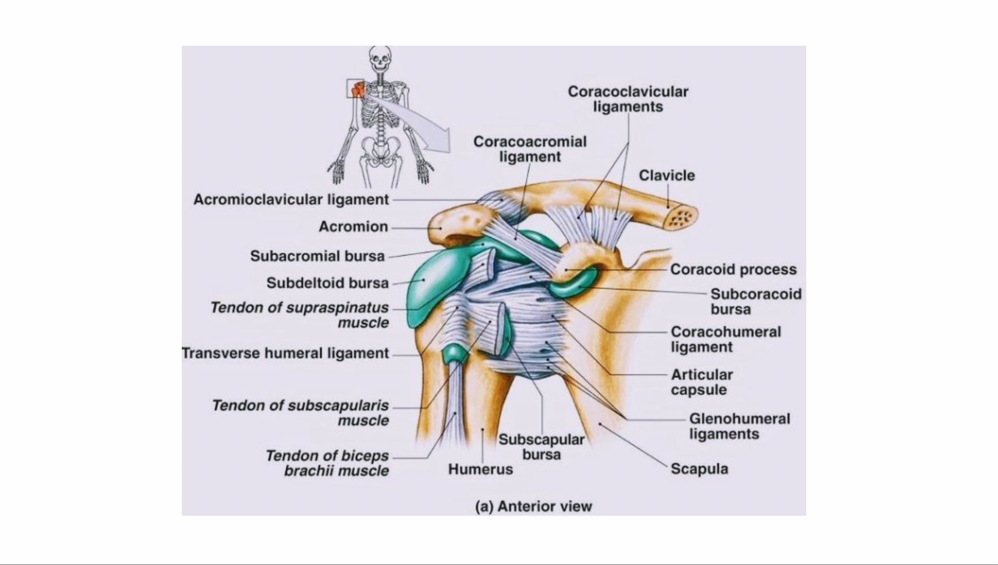 Shoulder Ligament Anatomy Anatomy Of The Shoulder | UT Health San